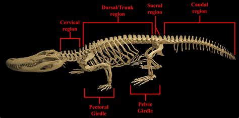 Biology Of The Reptilia Laboratory 1 General Anatomy Of Reptiles By