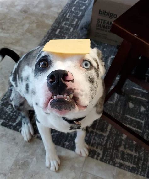 Cheeeeeeeese Rdogpictures