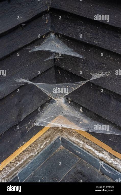 Multiple Spiders Web In A Corner By Black Walls Stock Photo Alamy