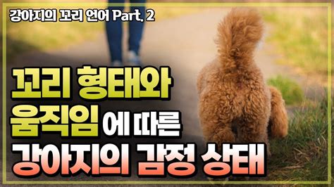 강아지 꼬리 모양과 움직임에 따른 감정의 변화 Youtube