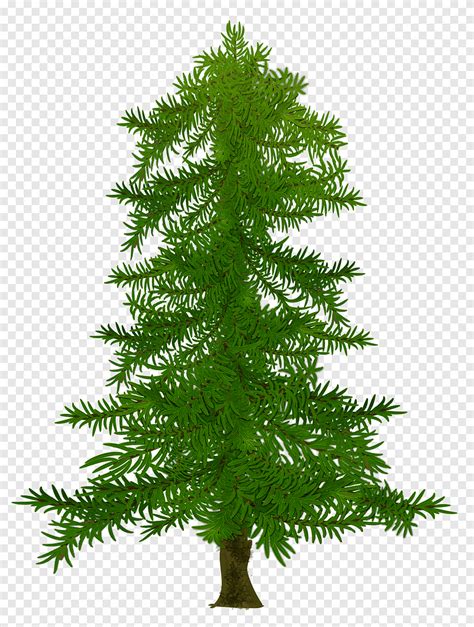 Christmas Fir Green Pine Tree Illustration Png PNGEgg