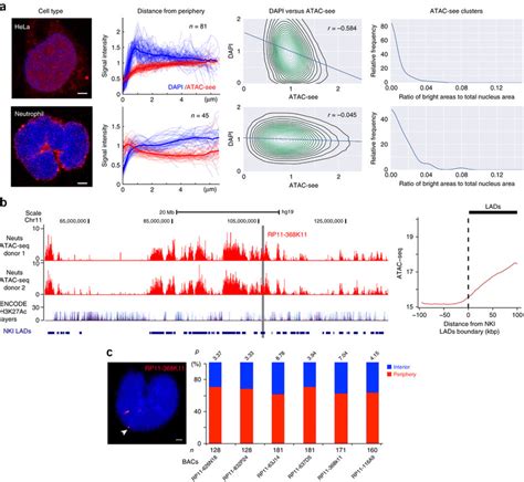 Cell Type Specific Accessible Chromatin Organization In The Intact