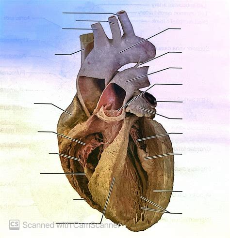 Diagram Diagram Quizlet