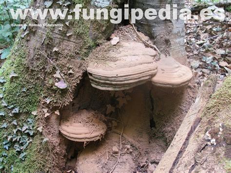 Ganoderma Applanatum