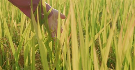 경치 고요한 곡물 광합성 녹색 논 농업 농업 분야 농작물 농촌의 들판 무성한 미묘한 벼 재배 부드러운