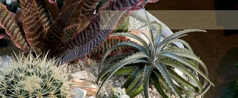 Succulents And Tropical Houseplant Care