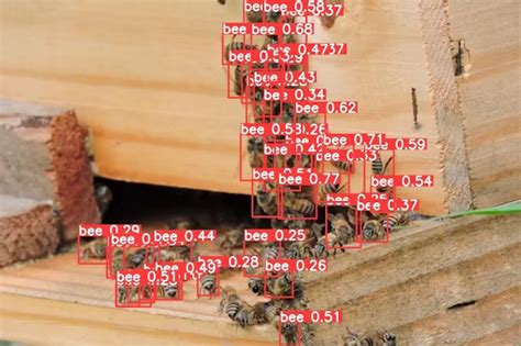 Raspberry Pi Used To Count Bees — Brazilian Researchers Use A Pi Zero 2