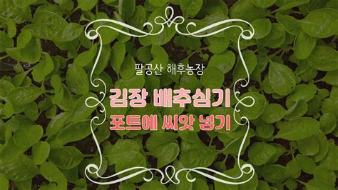 배추 포트에 키우기~ Youtube