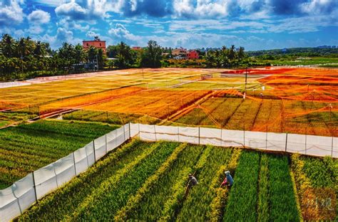 C视频 育种，从天府到天涯四川南繁水稻有望培育出新一代超级稻 四川在线