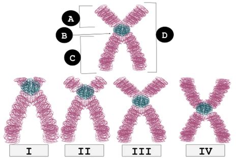 Difference Between Centromere And Kinetochore Definition Structure