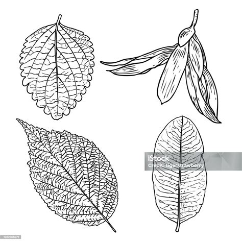꽃 무늬 요소 나뭇가지와 잎 국내 녹지 잔디 가정 식물 가지의 집합입니다 벡터 0명에 대한 스톡 벡터 아트 및 기타 이미지 0명 가득 찬 검은색 Istock