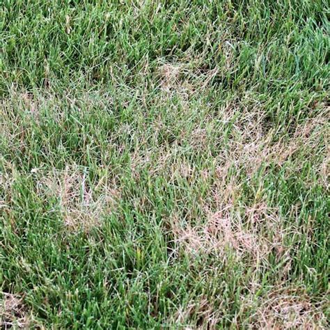 Tips And Advice For Lawn Pests Diseases And Other Lawn Problems • Greenview