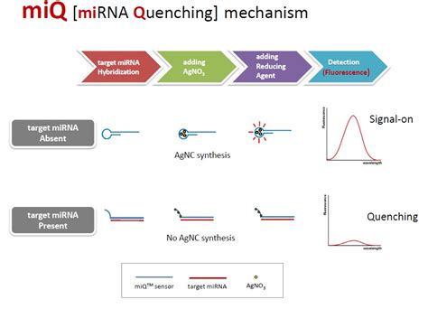 Miq Mirna Fluorescent Detection Micrornas Products