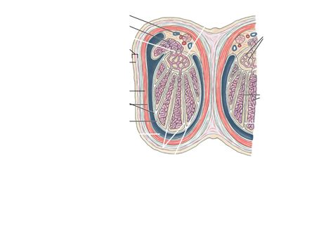 Transverse Section Of Scrotum And Testes Diagram Quizlet