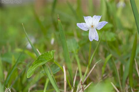 リュウキュウシロスミレ iola betonicifolia var oblongo sagittata 沖縄の維管束植物 花の図鑑
