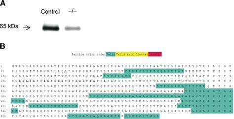 Ama Developed In Ae2 A B Mice Recognize The Mouse Pdc E2 Component Download Scientific