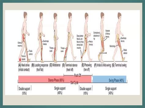 Prosthetic Gait Deviation Pptx