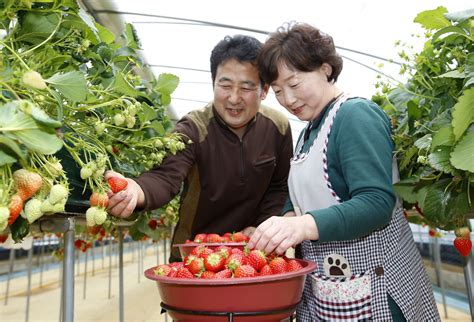 태안 안면도 ‘새콤달콤 겨울 딸기 수확해요” 아시아엔 The Asian
