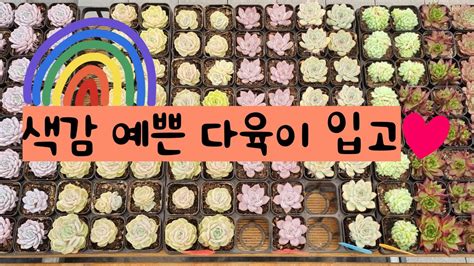 🌈신상다육🌹입고🌻5만원이상🌼무료배송일주일보관가능🍁 Youtube