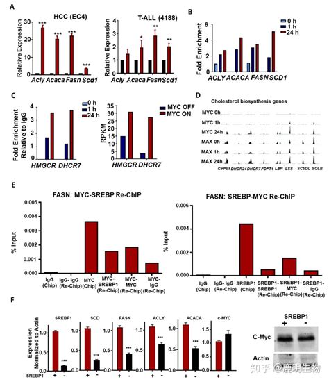 空间代谢组学探究myc、srebp1与肿瘤发生的能量机制探索 知乎
