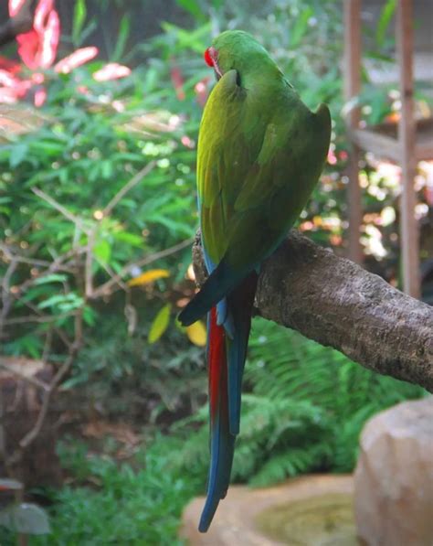 Sushant Kamble On Linkedin Beautifulcolors Parrotlife