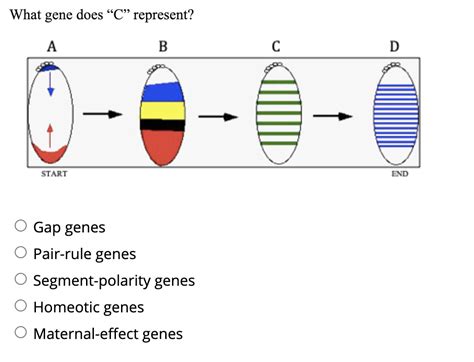 Solved What Gene Does “c” Represent A B С D Start End Gap