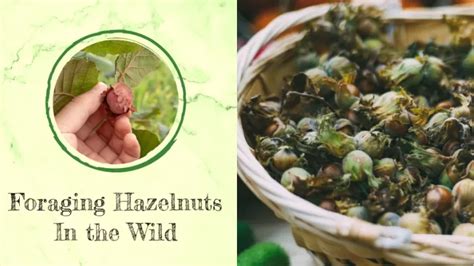 Hazelnut Varieties Popular Cultivars And Their Importance Nut Geeks