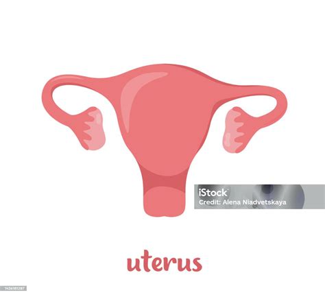 자궁 여성 생식 건강 일러스트레이션 인체의 내부 기관 자궁 난소 나팔관 부인 과학 해부학 벡터 플랫 아이콘 그림입니다 0명에 대한 스톡 벡터 아트 및 기타 이미지 Istock