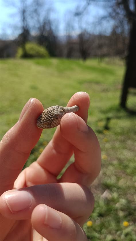 Fossil Identification R Fossilid