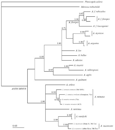 Bayesian Phylogeny Of The Genus Antechinus Based On Concatenated