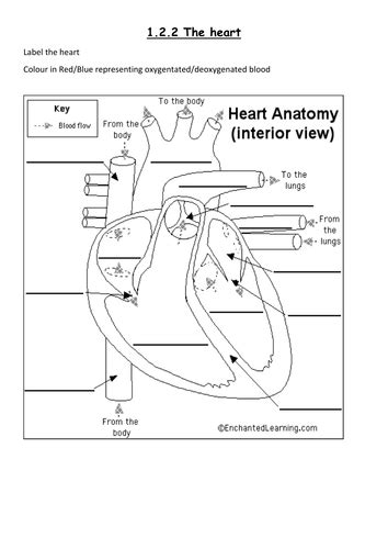 Gcse Pe Edexcel New Specification Component 1 2 Cardiovascular Resources Teaching Resources