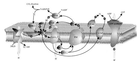 Figure 4 From Uva Dare Digital Academic Repository Functional Flexibility Of Photosystem I