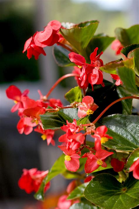 Scarlet Begonia Tree