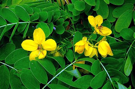 How To Use Senna Leaves A Comprehensive Guide Health Facts Time
