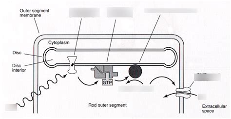 Visual Transduction Diagram Quizlet