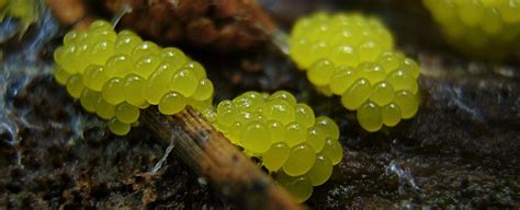 The Predatory Slime Mold From The Last Of Us Isnt Actually A Fungus Its Weirder Sciencealert