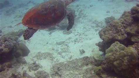 איי סימלאן עם רון דיברס נערך על ידי אייל קלנר Youtube