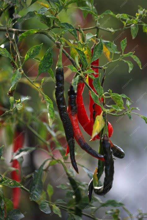 Premium Photo Red Chili Peppers Growing On A Bush In A Vegetable