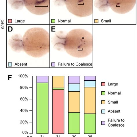 Endodermal Defects In Embryos With Altered Levels Of Sfrp5 Embryos Download Scientific Diagram