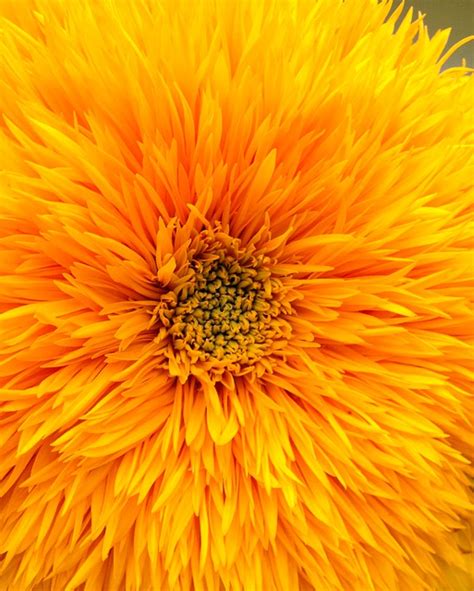 Aster Flower Orange Free Photo On Pixabay