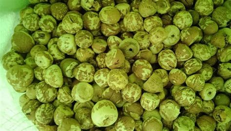 Areca Nut Fator 11 At ₹ 310kg Areca Nut In Sullia Id 2851302415588