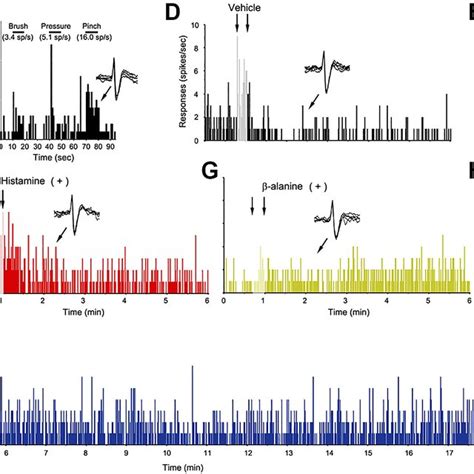 Example Of A Pruriceptive Wide Dynamic Range WDR Neuron Recorded In Download Scientific