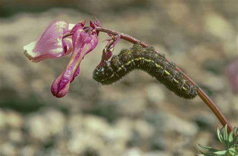 コマクサの花を食べている幼虫 栗林慧 虫の目図鑑ウスバキチョウ アゲハの仲間 写真画像 2 2 西日本新聞me