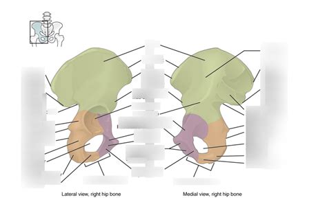 Bio 212 Pelvic Girdle Half Diagram Quizlet