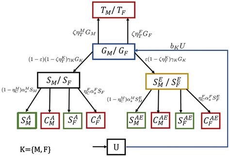 Schema Of Population Dynamics Of The Mathematical Model Each Box Download Scientific Diagram