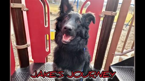 Jake Graduated From The Board And Train Program Youtube