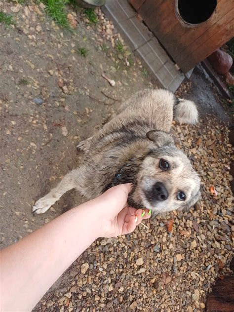 Dyzio Z NiepoŁomic Schronisko Psie Pole