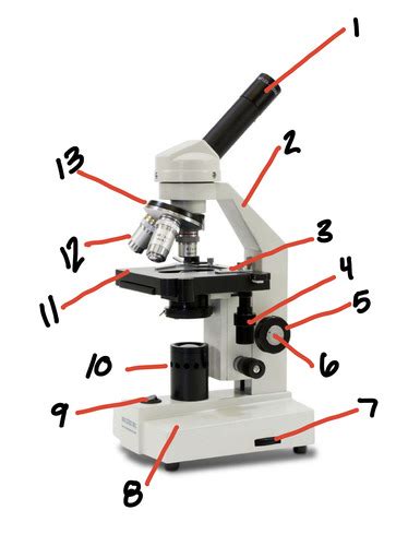 Microscope Flashcards Quizlet