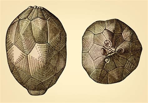Silurian Echinoderm Photograph By Science Source Pixels