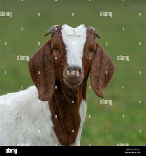 éleveur De Chèvre Banque De Photographies Et Dimages à Haute Résolution Alamy